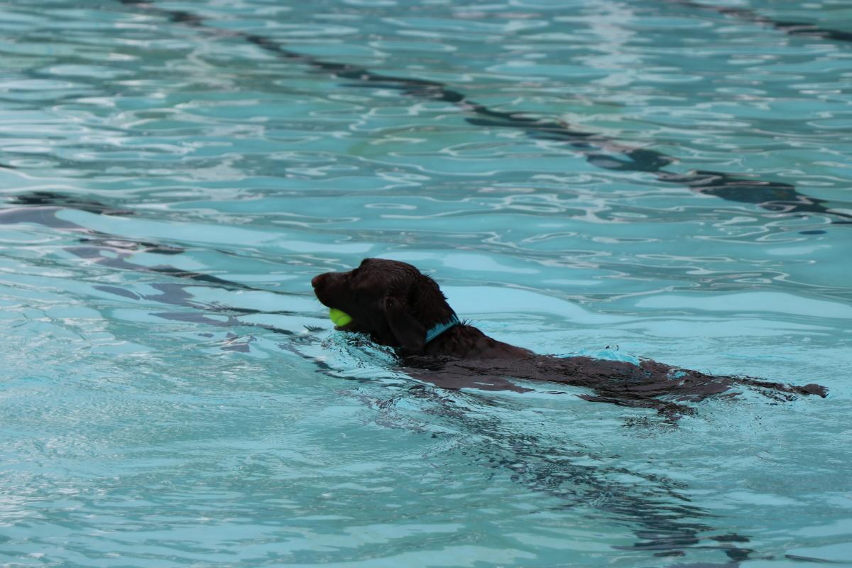 Doggone Wild Pool Party - Eventeny