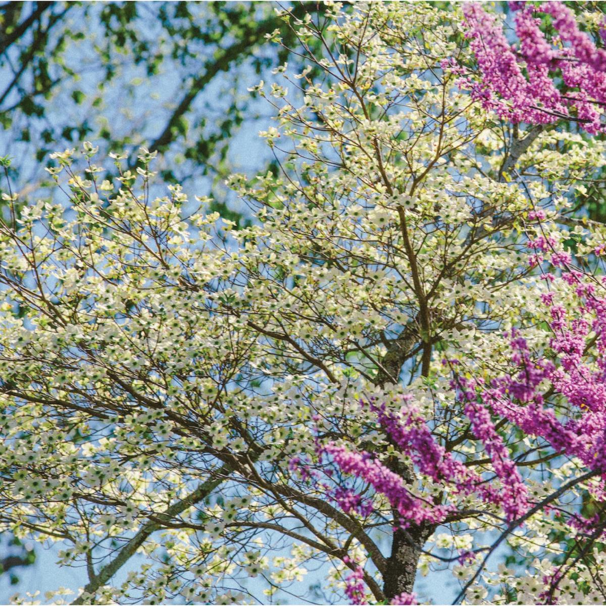 2025 Bazillion Blooms Tree Sales Campaign - Eventeny
