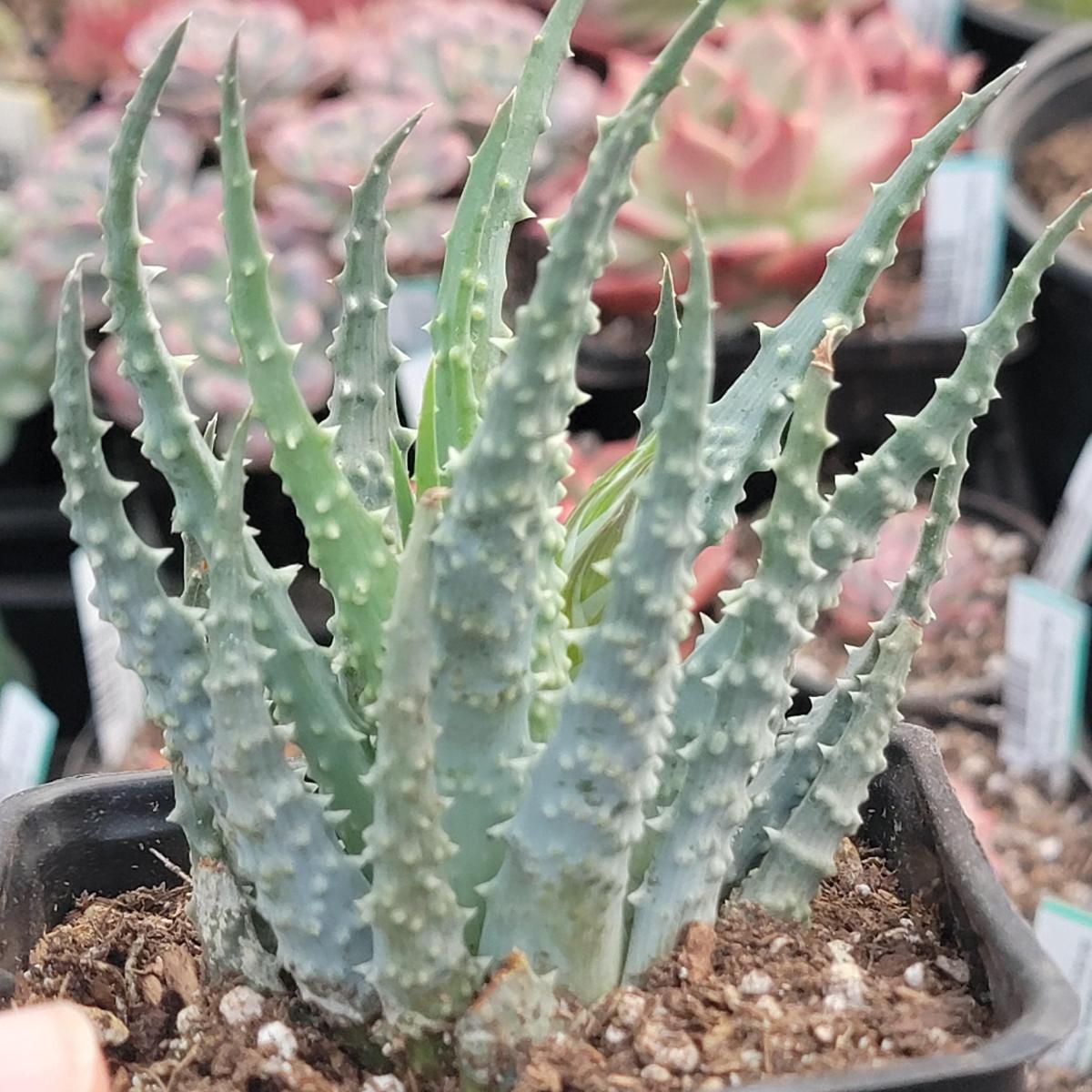Aloe humilis 'Spider Aloe' - Eventeny