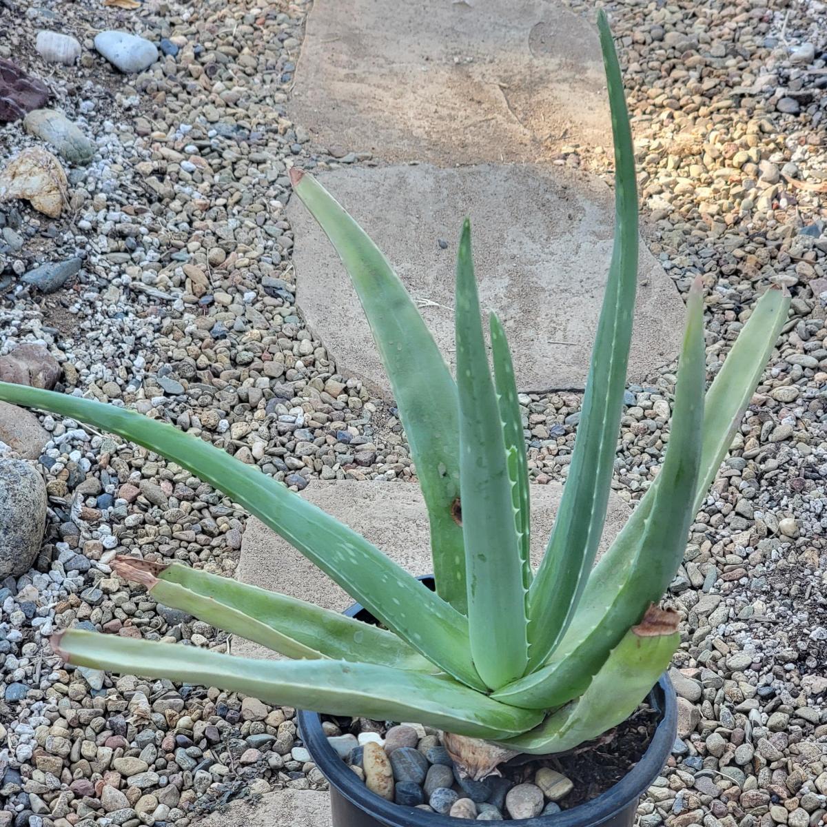 Aloe barbadensis Aloe Vera 'Miller' - Eventeny