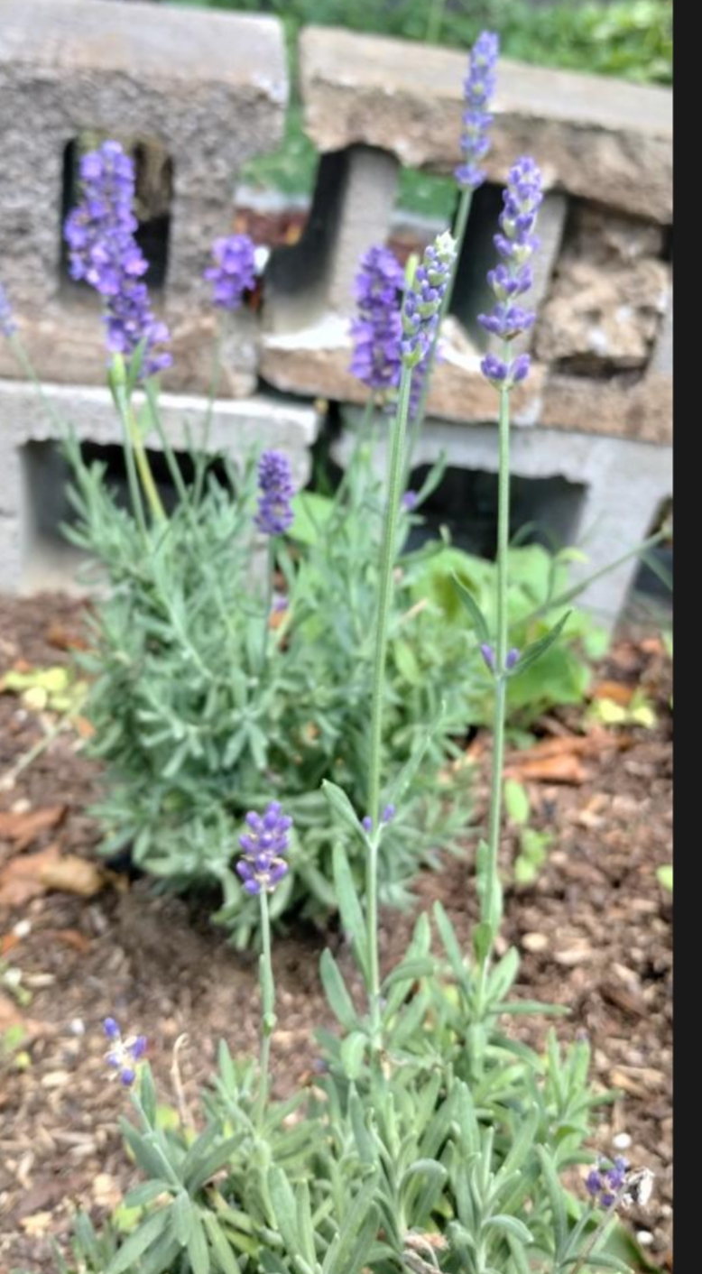 Lavender Lemonade Mojito - Eventeny