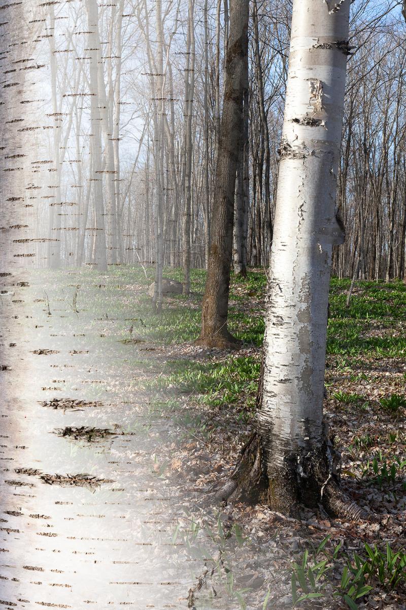 Arboreal Observation #20-Birch - Eventeny