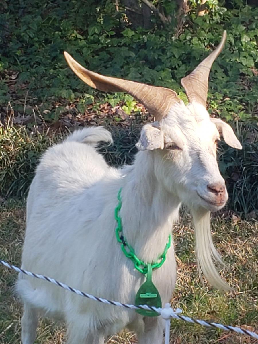 Green Goat Land Management LLC - 2022 Garibaldi Festival - Neeses ...