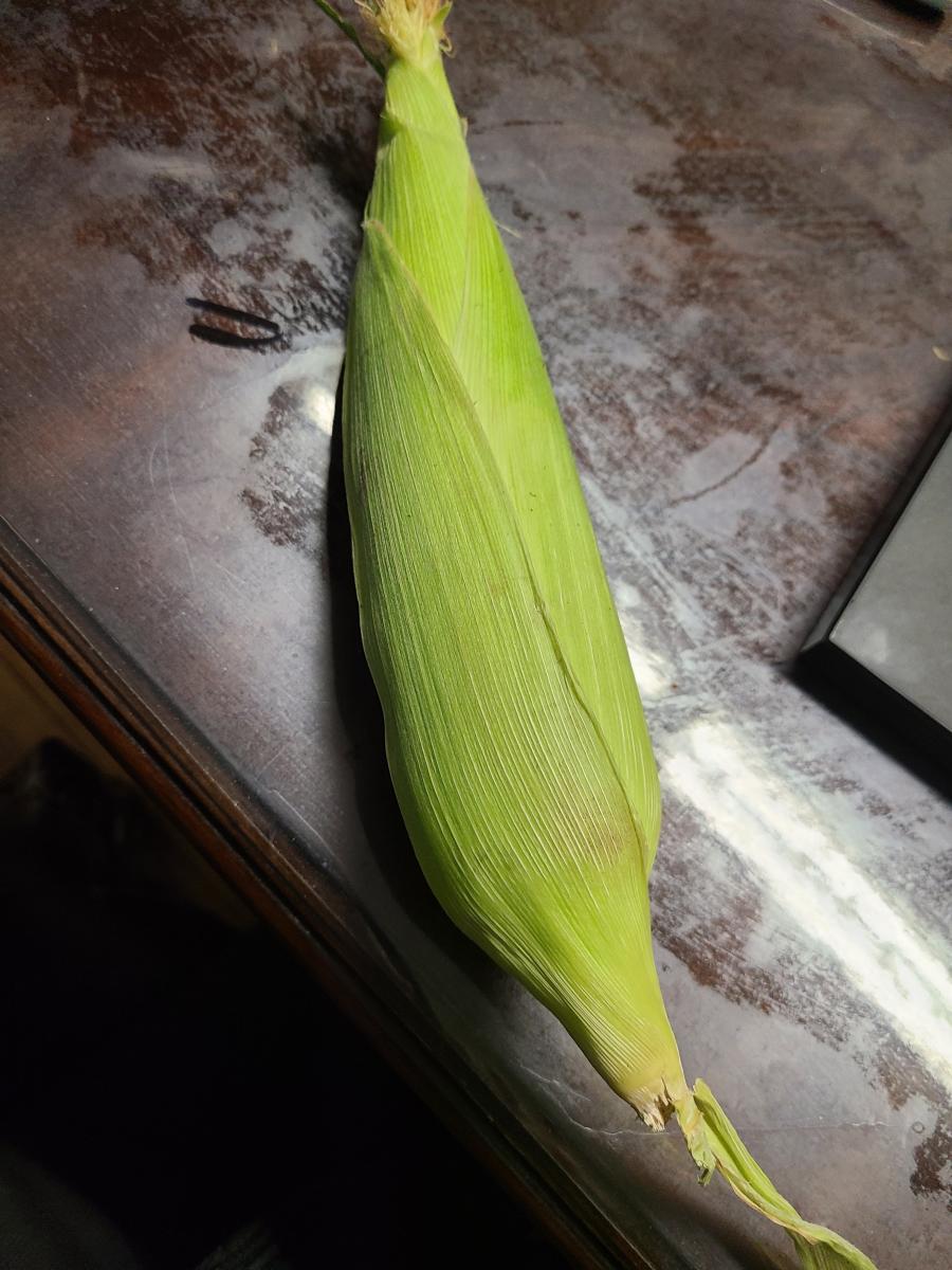 Sandy corn - FOREST LAKE - Minnesota - United States - Sandra - Eventeny