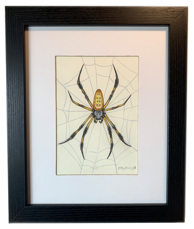 "Orb Weaver Spider", Small Original 5 x 7 Color Pencil Art - Eventeny