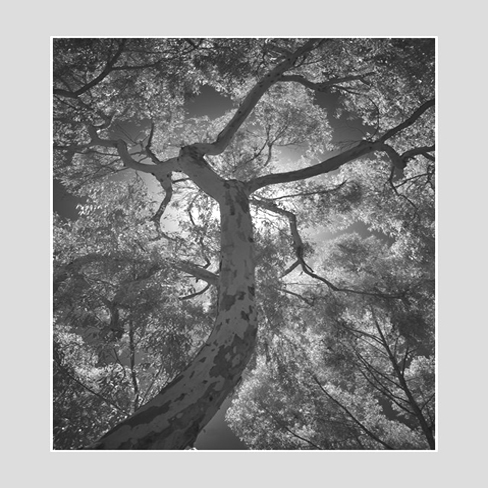 Forms in Infra-Red #4 - Eventeny