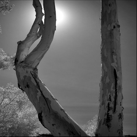Forms in Infra-Red #3 - Eventeny