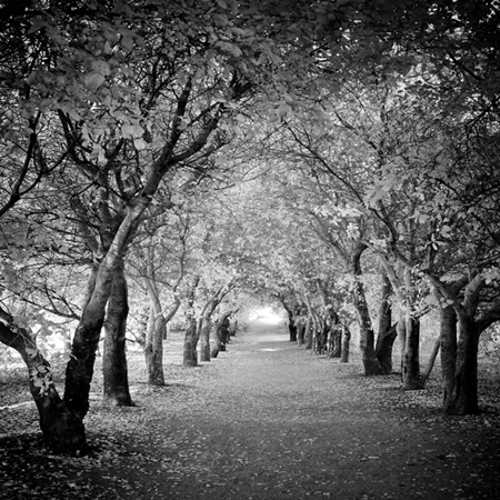 Forms in Infra-Red #5 - Eventeny