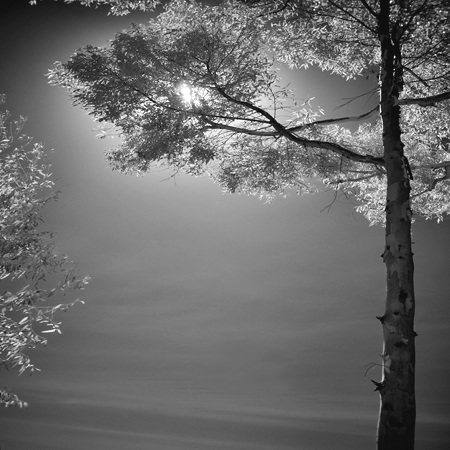 Forms in Infra-Red #2 - Eventeny