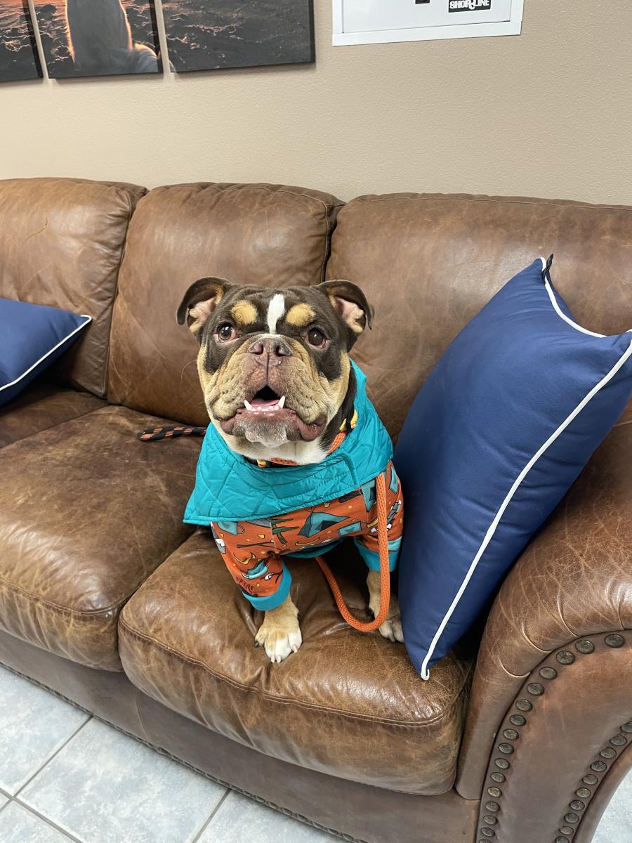 Animal Help Alliance - Las Vegas - Nevada - United States - Janelle ...