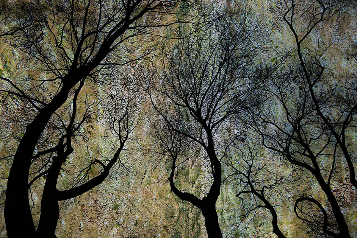 Tree Conversations: Webbed Tree - Eventeny