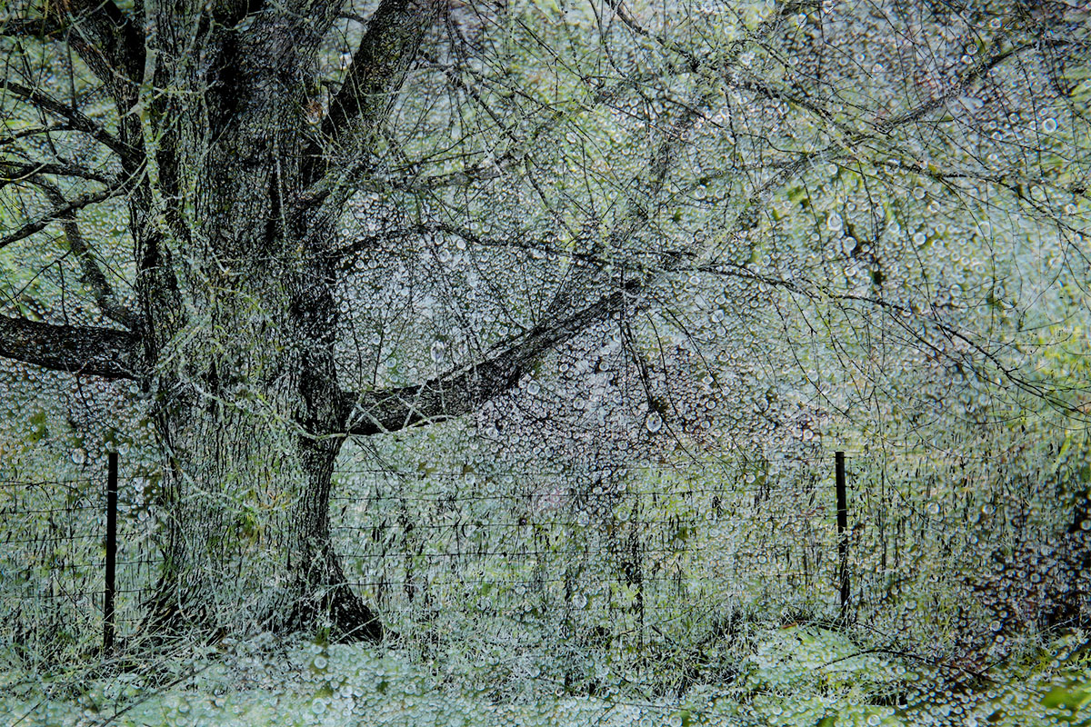 Tree Conversations: Summer Ice - Eventeny