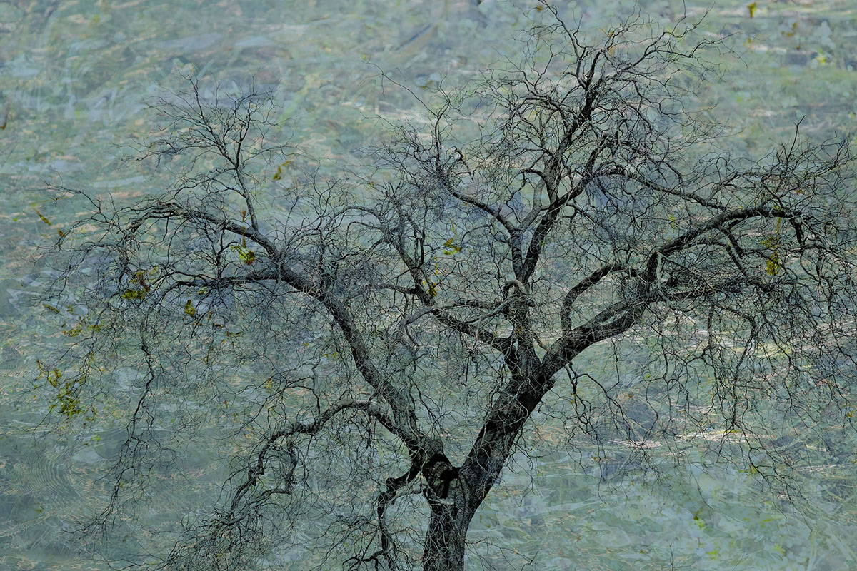 Tree Conversations: Dancing Tree - Eventeny