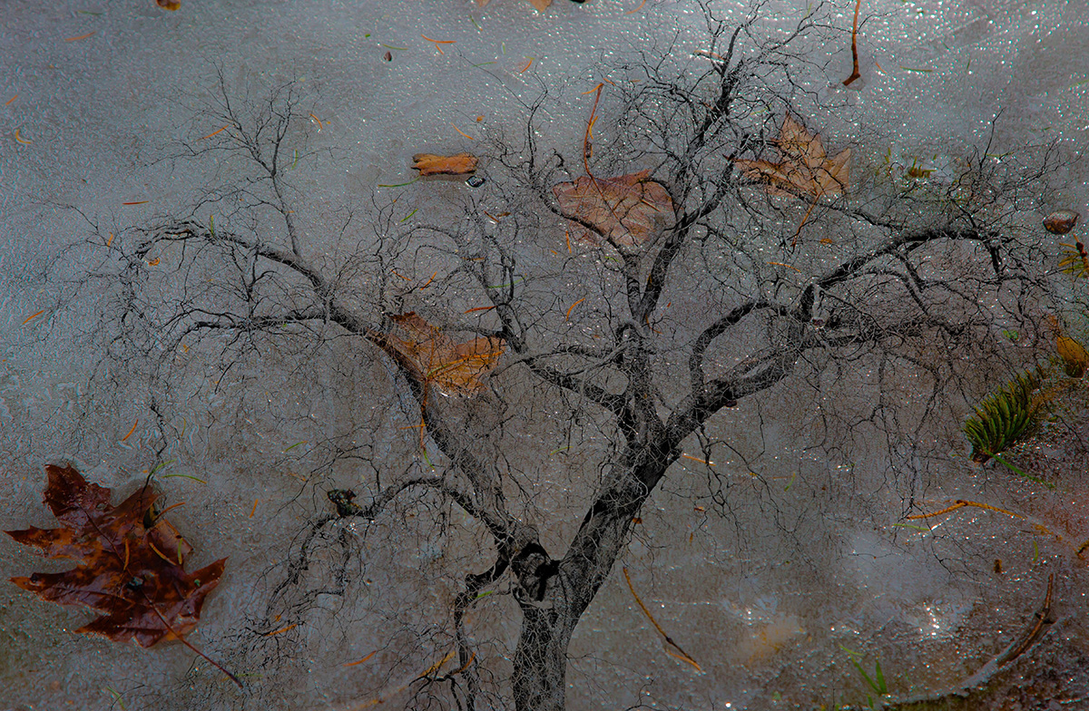 Tree Conversations: Fall Leaves - Eventeny