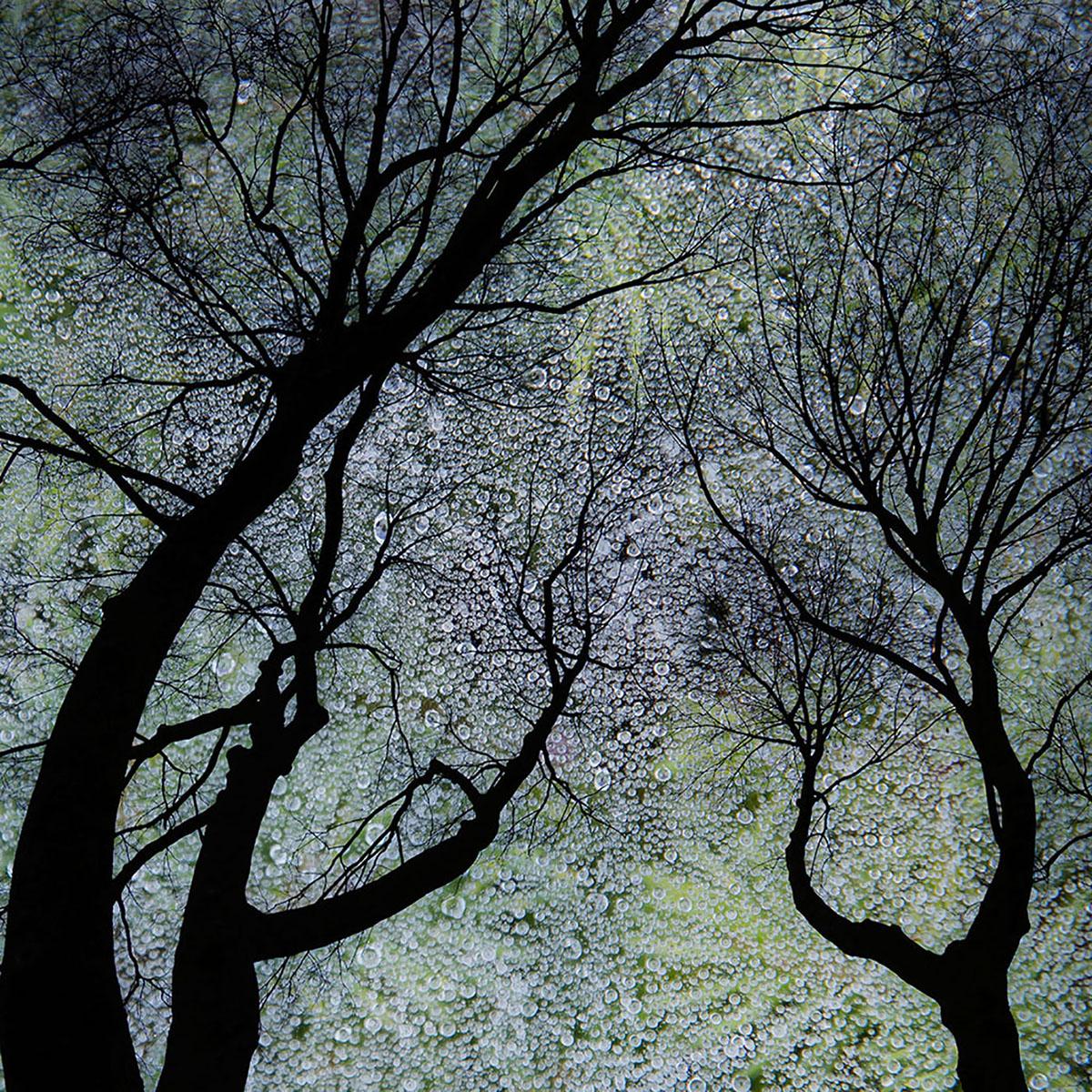 Tree Conversations: Sparkling Romance - Eventeny