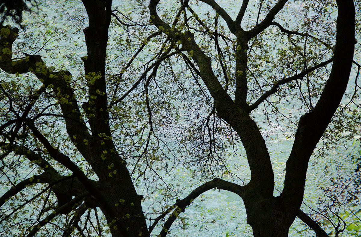 Tree Conversations: This Way - Eventeny