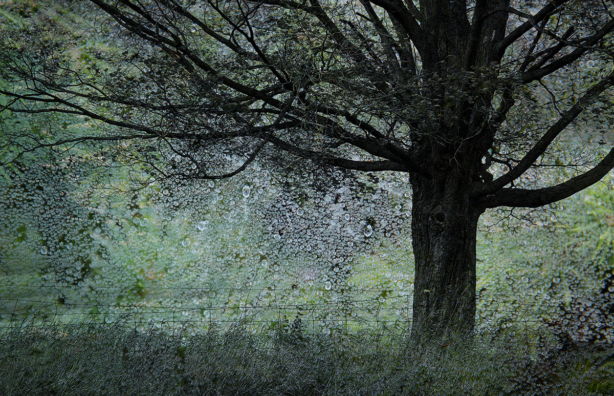 Tree Conversations: Green Thoughts - Eventeny