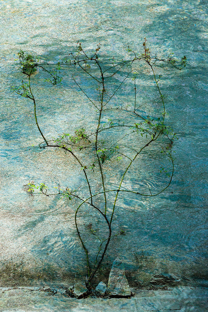 Tree Conversations: Underwater - Eventeny