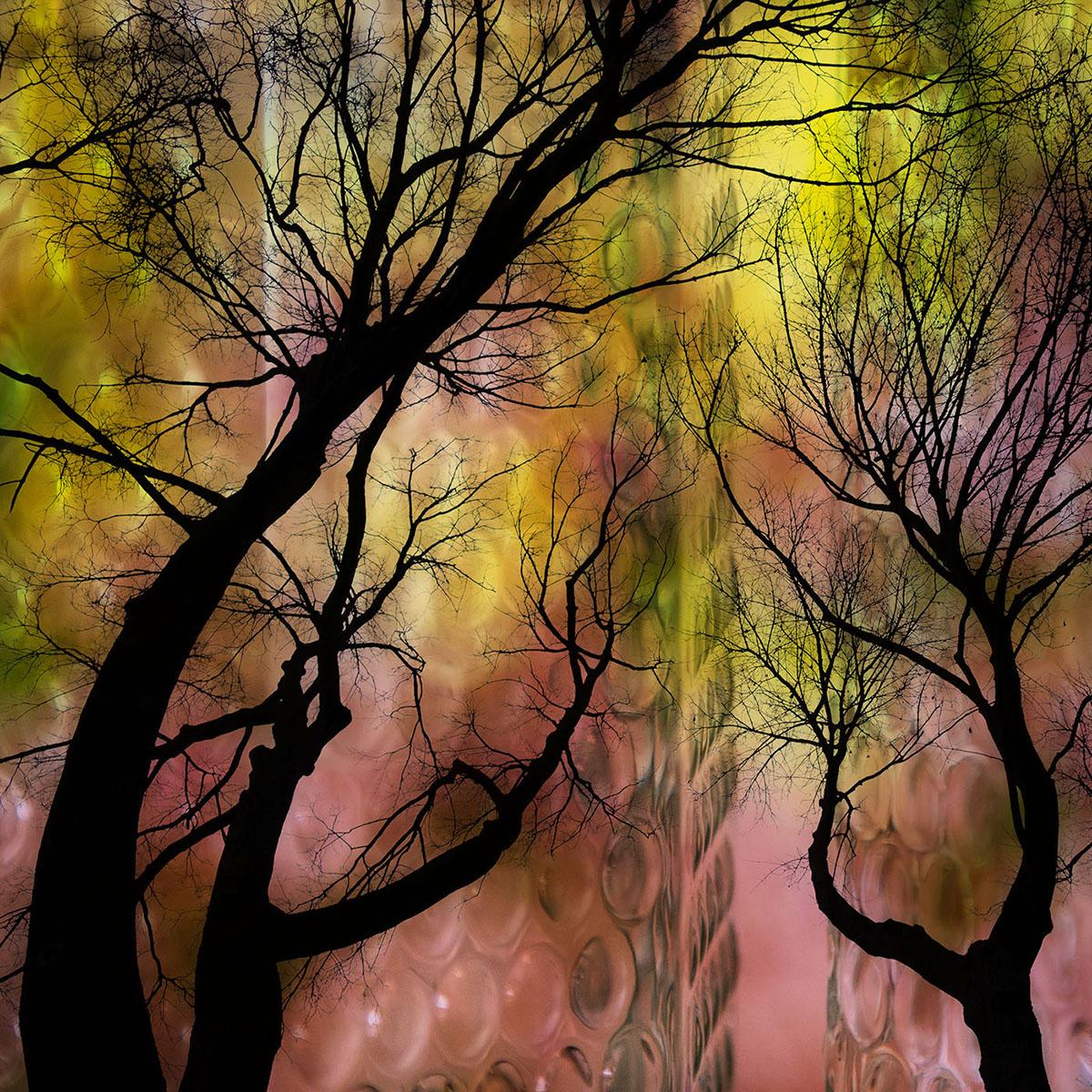 Tree Conversations: Diversity in One - Eventeny