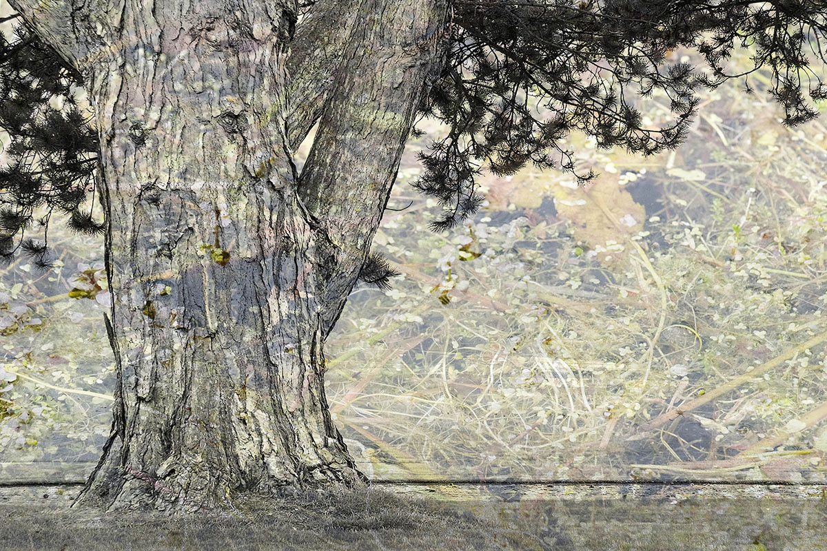 Tree Conversations, Muted Morning - Eventeny