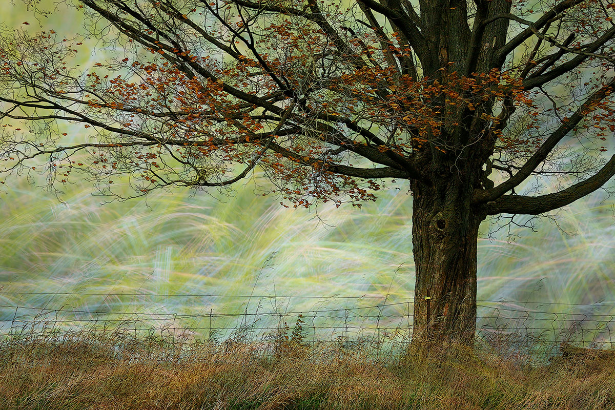 Tree Conversations: Grass Talk - Eventeny