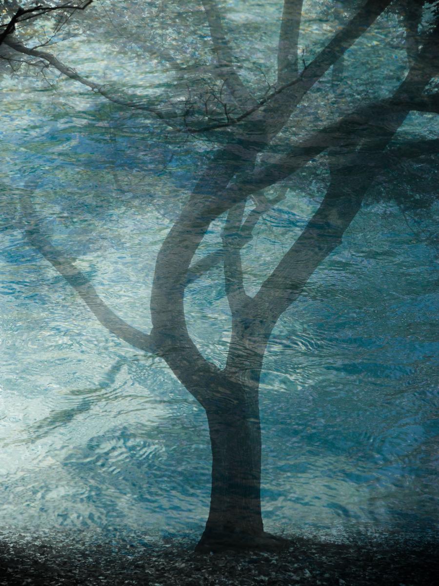 Tree Conversations: Immersed - Eventeny