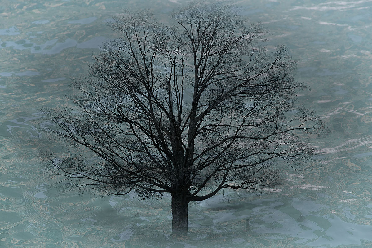 Tree Conversations: Floating Tree - Eventeny