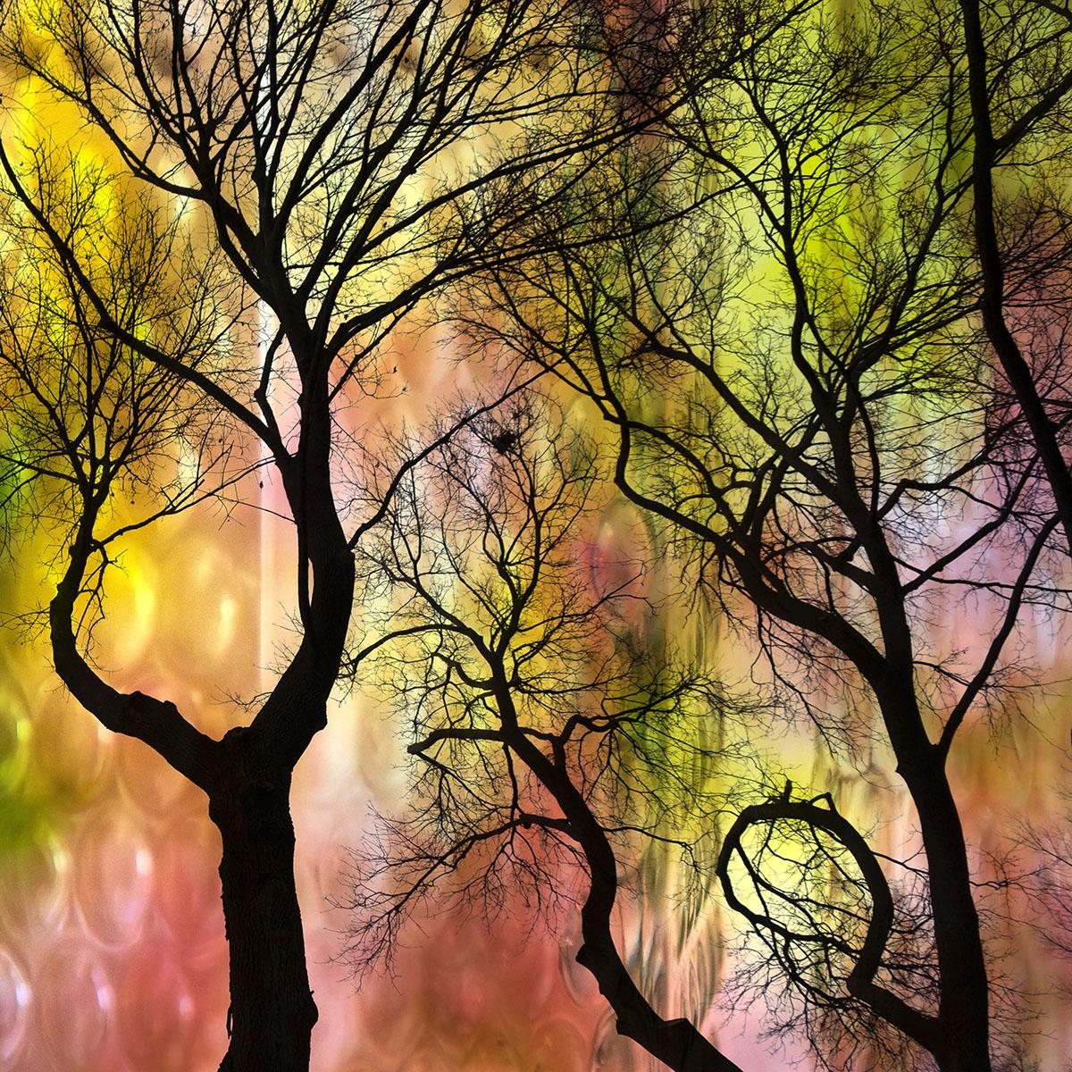 Tree Conversations: Morning Glow - Eventeny