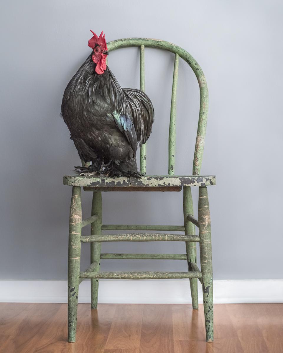 Tonto (Rooster Haus Sanctuary) - Eventeny